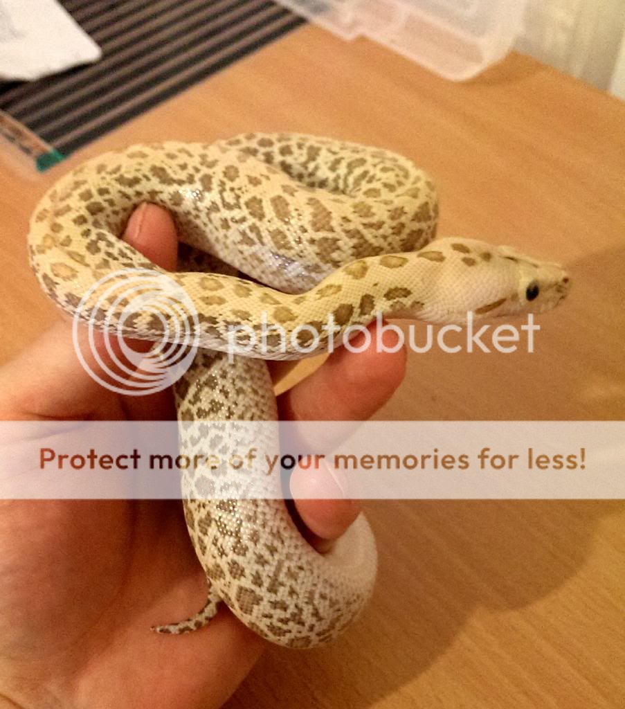 CB13 HYPO GRANITE het albino ph green Burmese Python | Reptile Forums