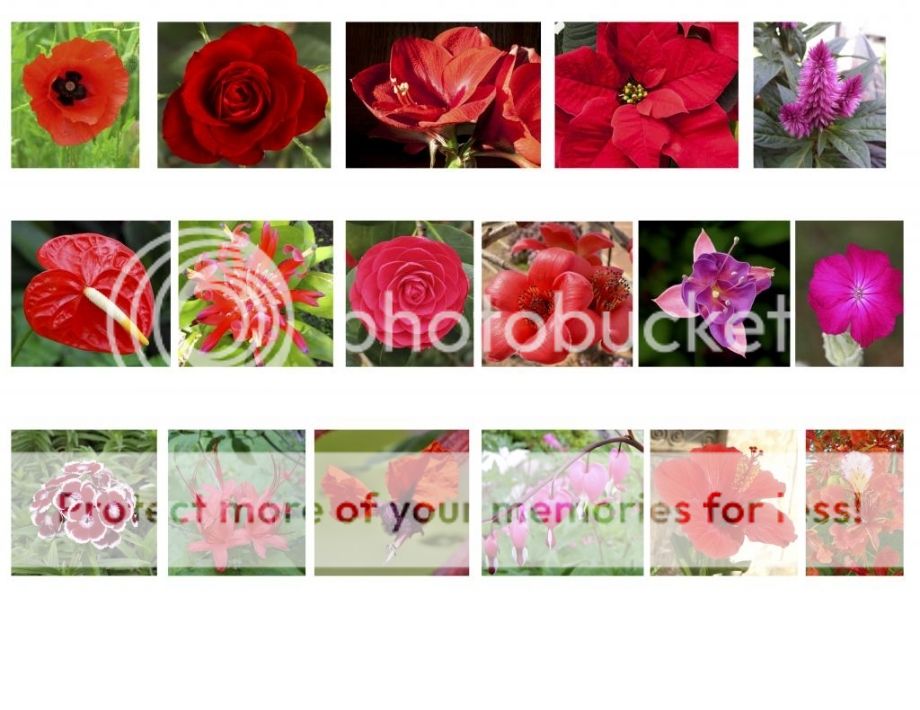 Roses are Red (Picture Click) Quiz - By bushytailed