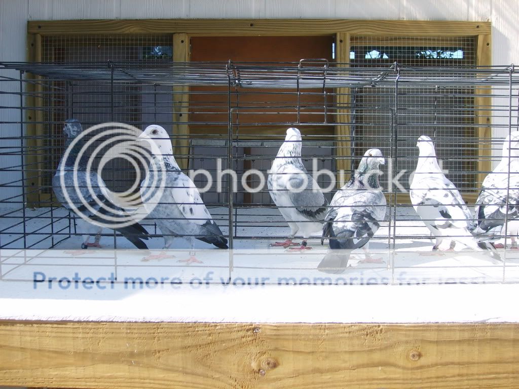 Free Racing Homing Pigeons | Pigeon-Talk